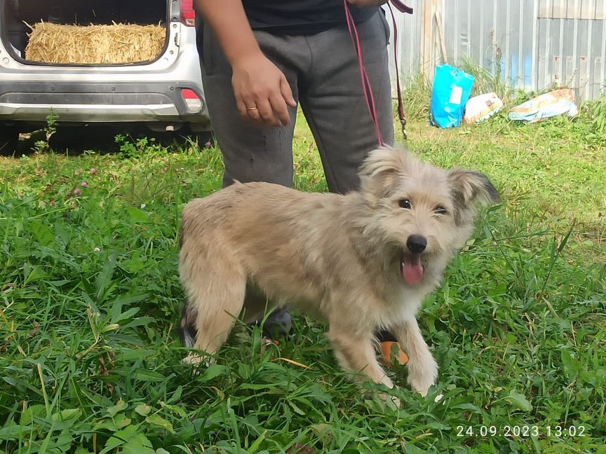 Отдам красивую небольшую собачку