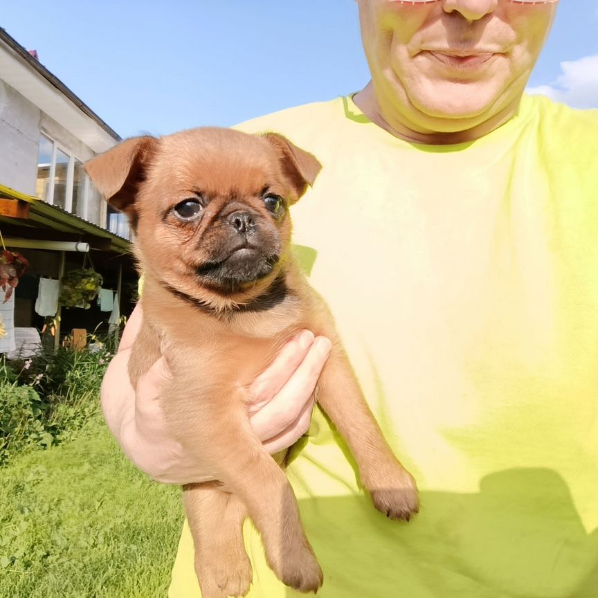 Щенки гриффона