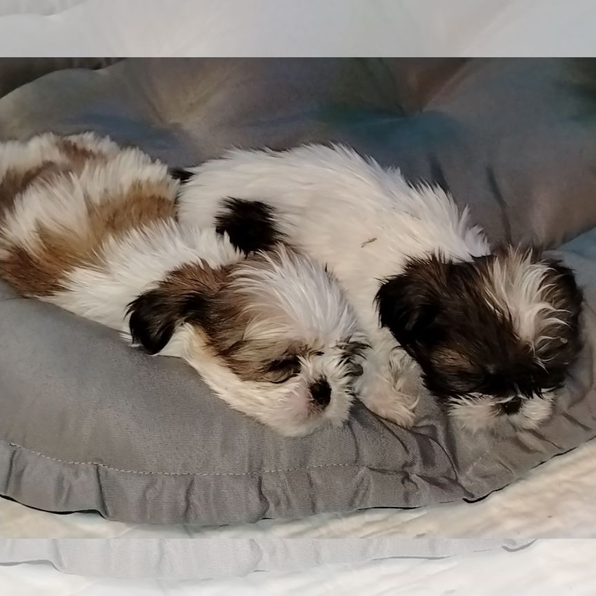 Ши-тцу, щенок