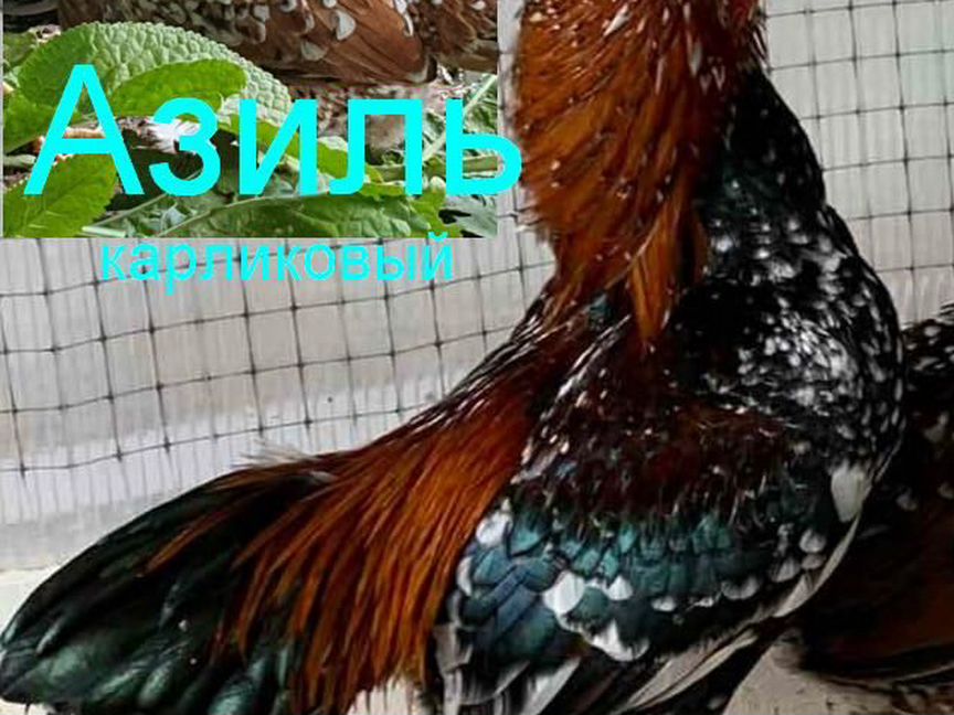 Азиль карликовый петух