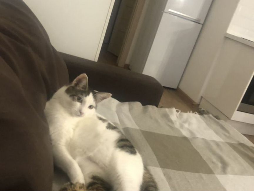 Кот Кокос