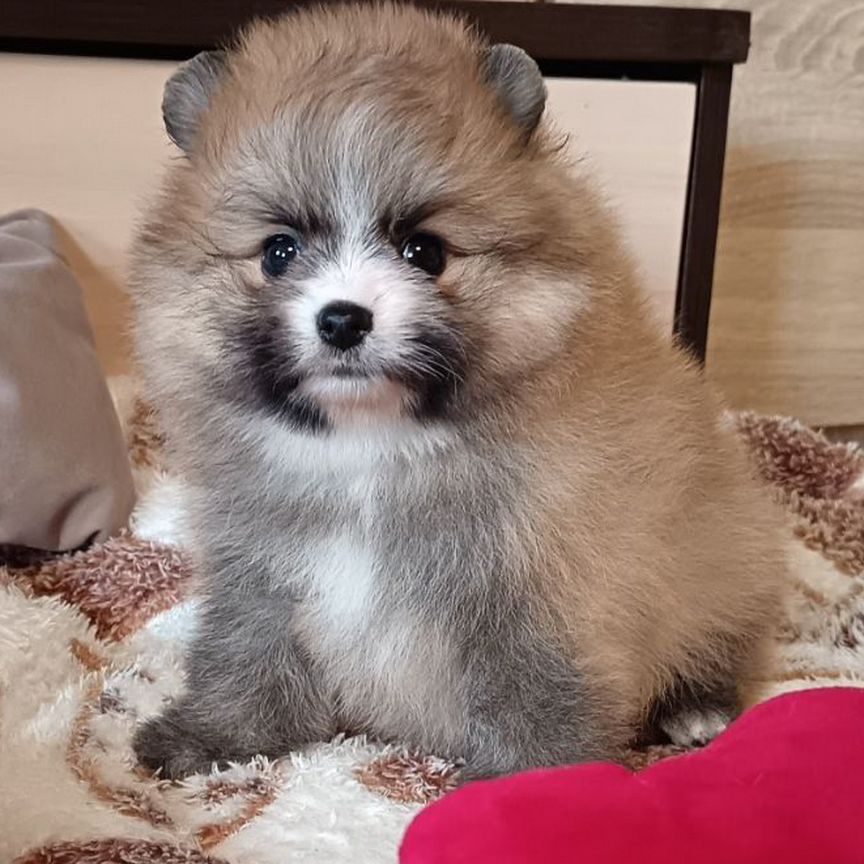 Померанский шпиц, щенок