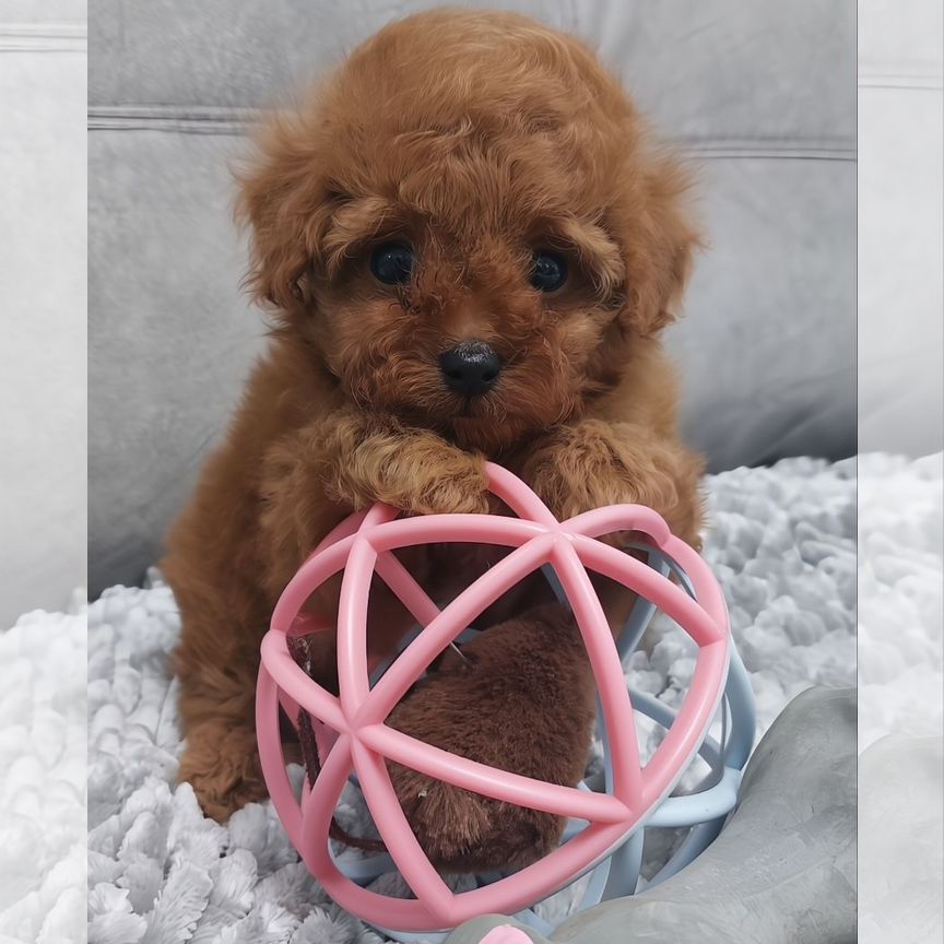 Мальтипу, щенок