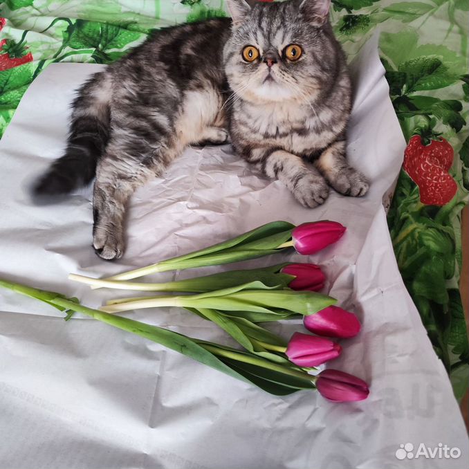 Котэкзот для вязки