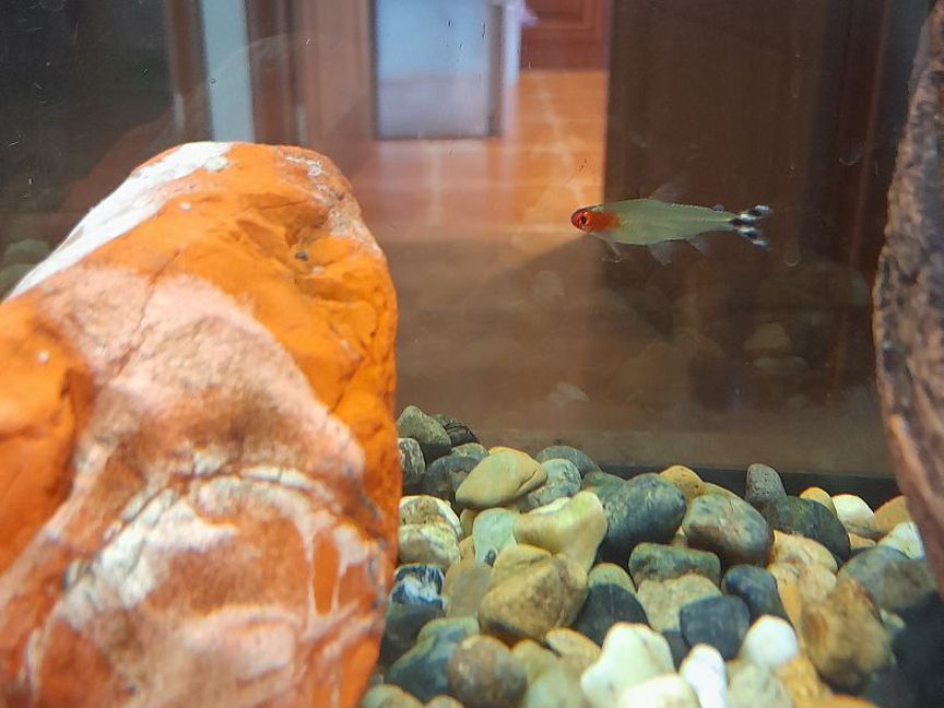 2 аквариумных рыбки отдам, привезу