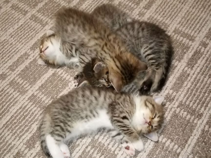 Шотландские прямоухие котята
