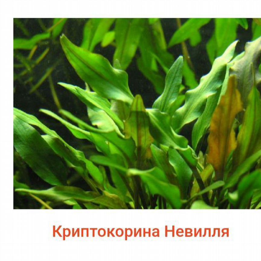 Продам водоросли и улиток