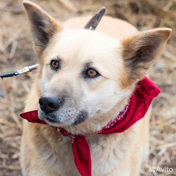 Лея - собака для души