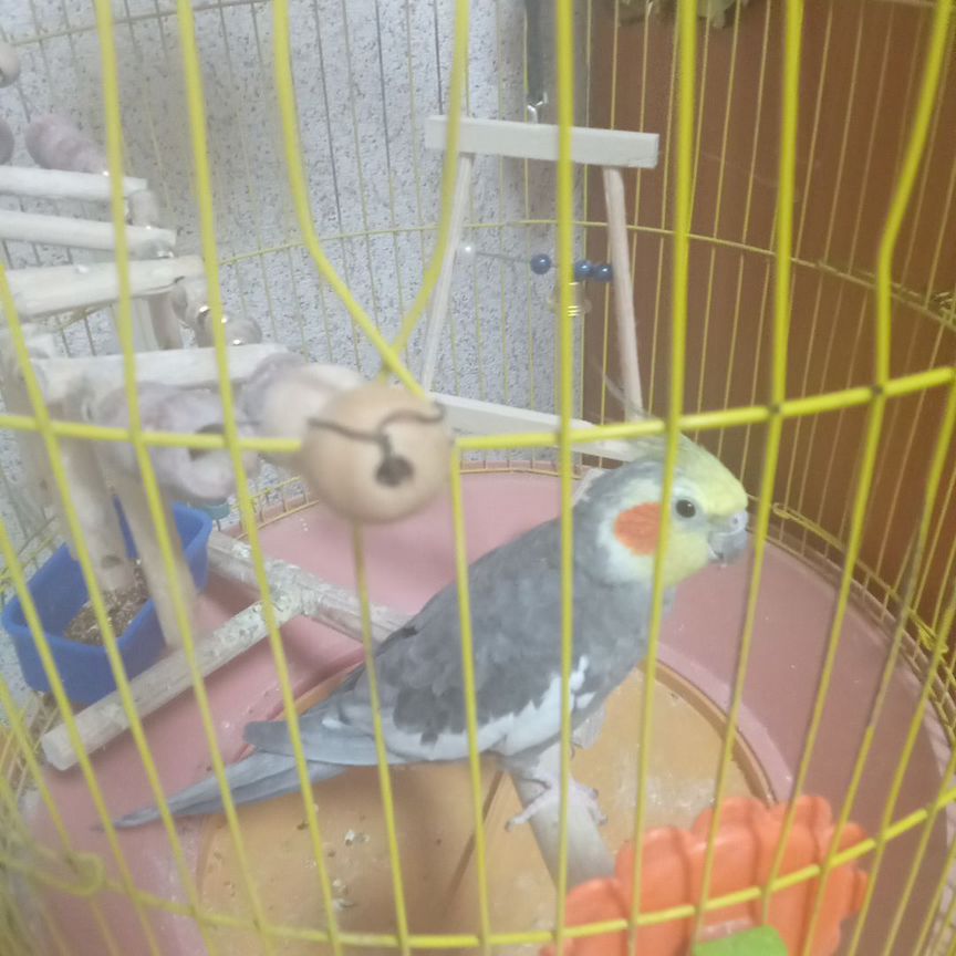 Попугай корелла с клеткой