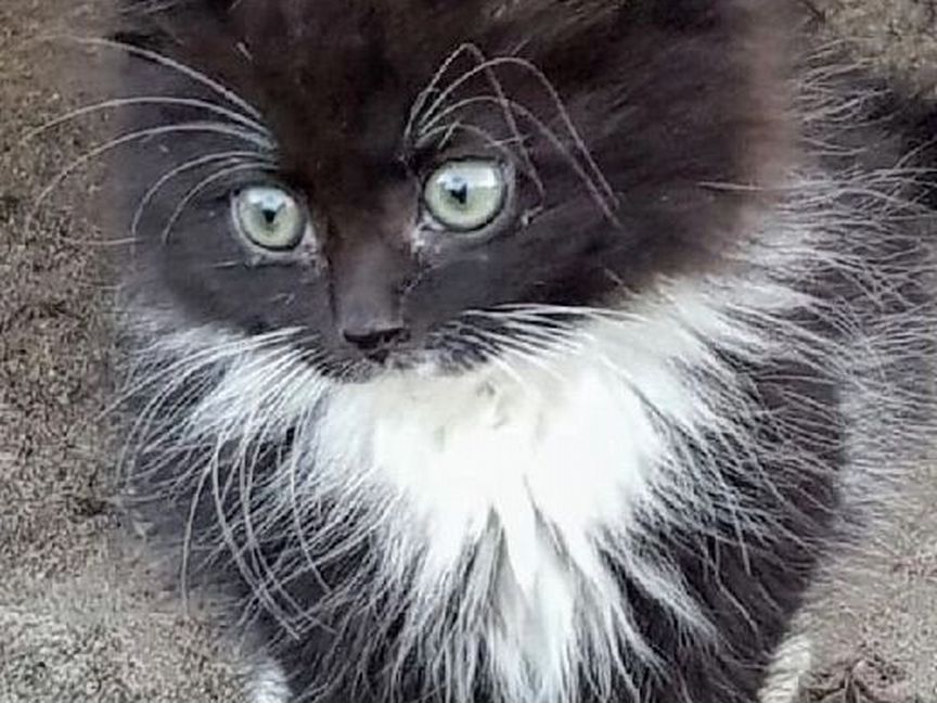 Котята в добрые руки 2 месяца