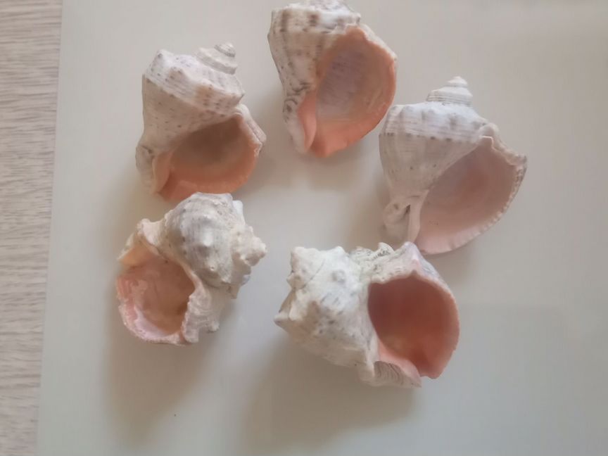 Морские ракушки