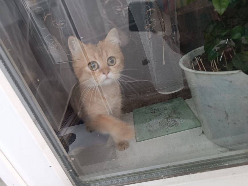 Кошечка золотистая шиншилла