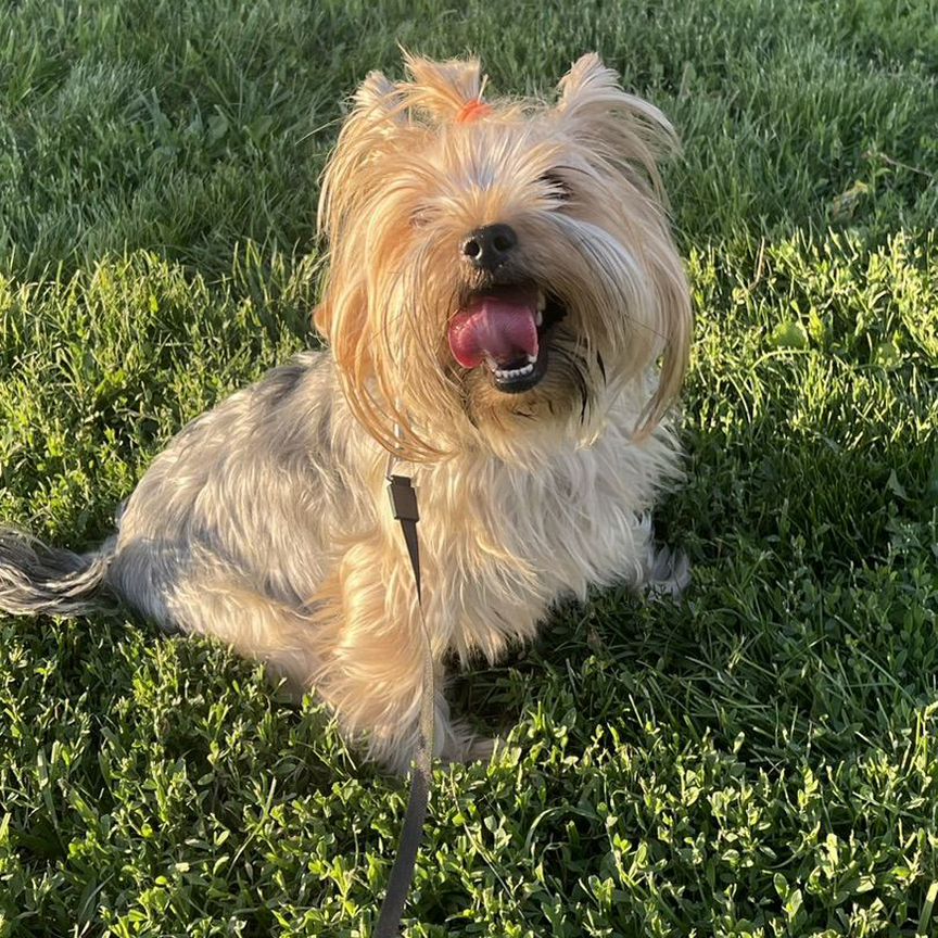 Йоркширский терьер