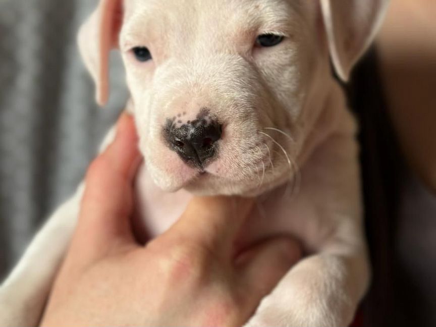 Щенки американского стаффордширского терьера