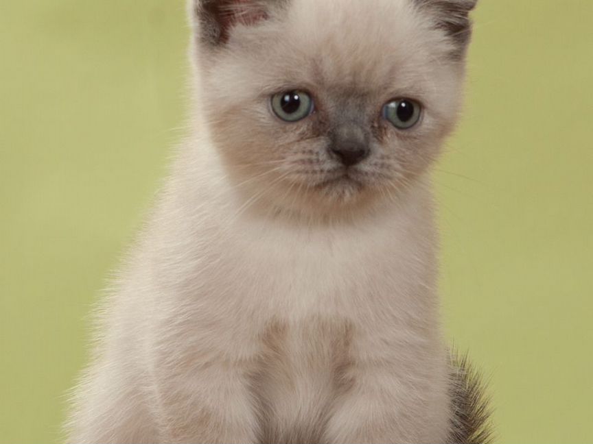 Шотландский котик колор поинт