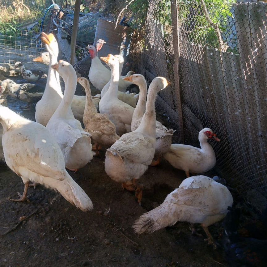 Гуси, индюки