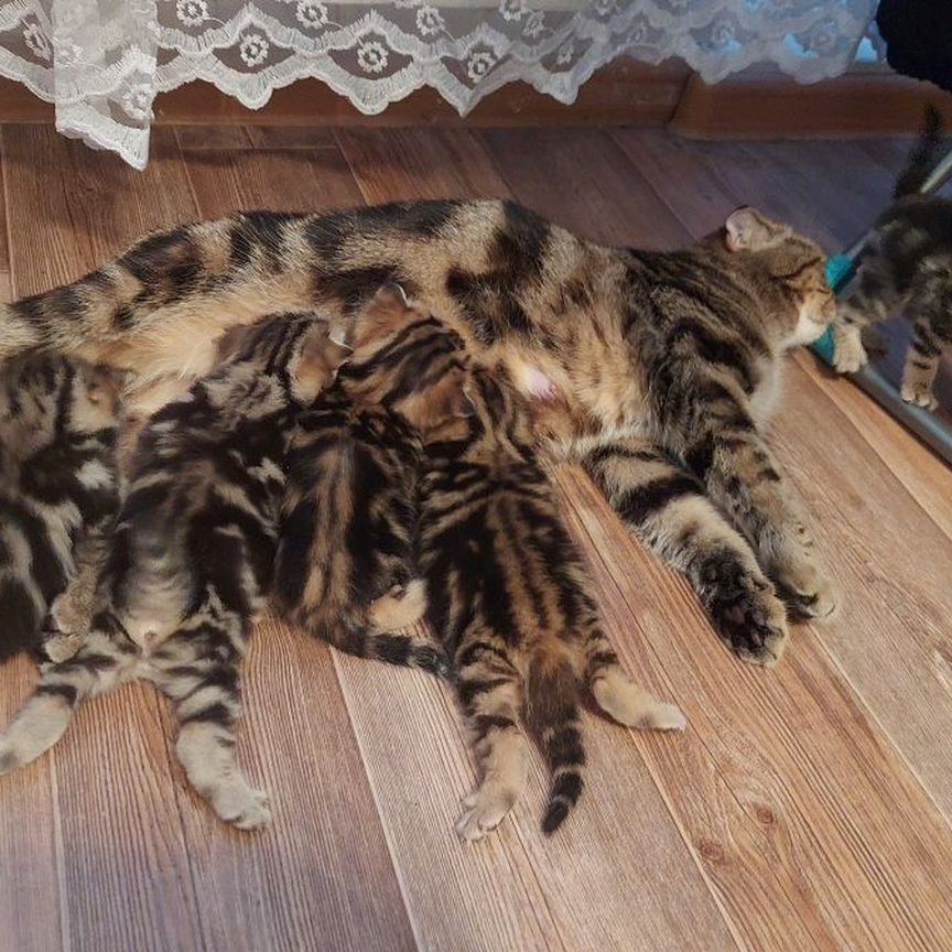 Шотландские котята