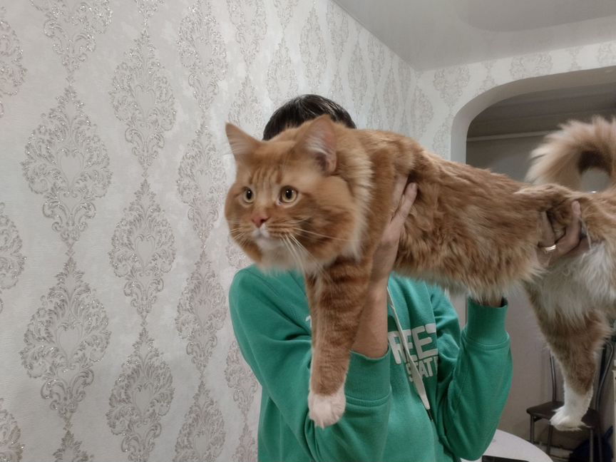 Кот Мейн-кун навязку