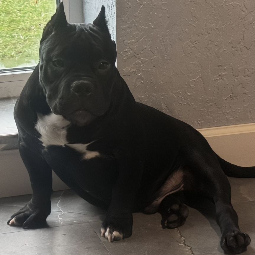 Американский булли, щенок