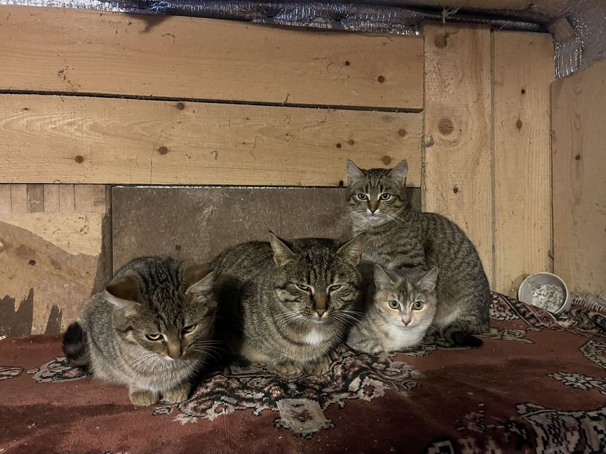 Котята