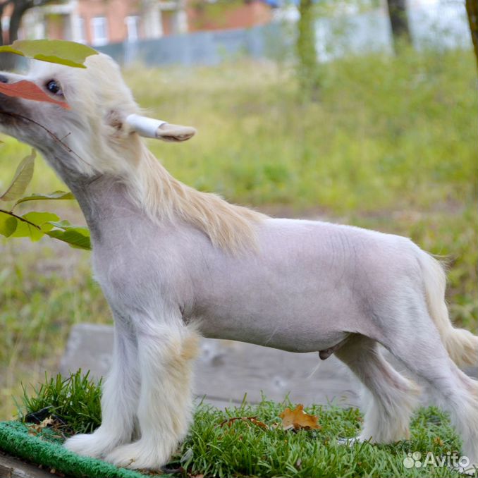 Китайская собачка