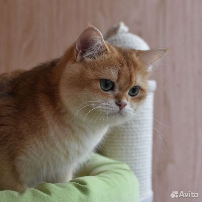 Шотландский кот ny12