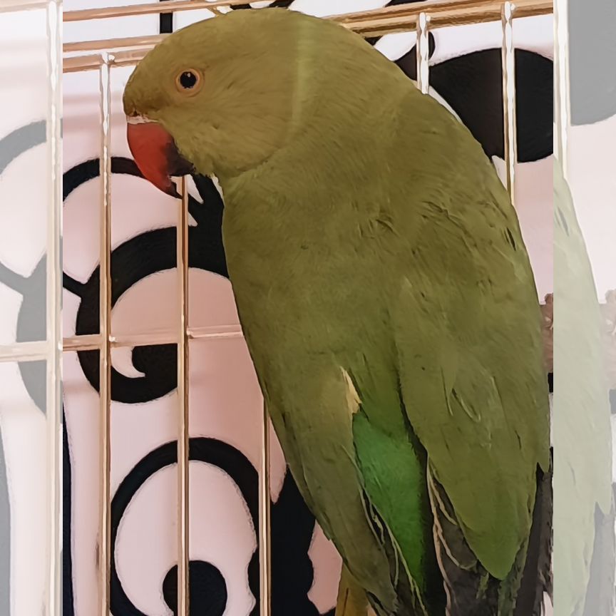 Ожереловый попугай выкормыш