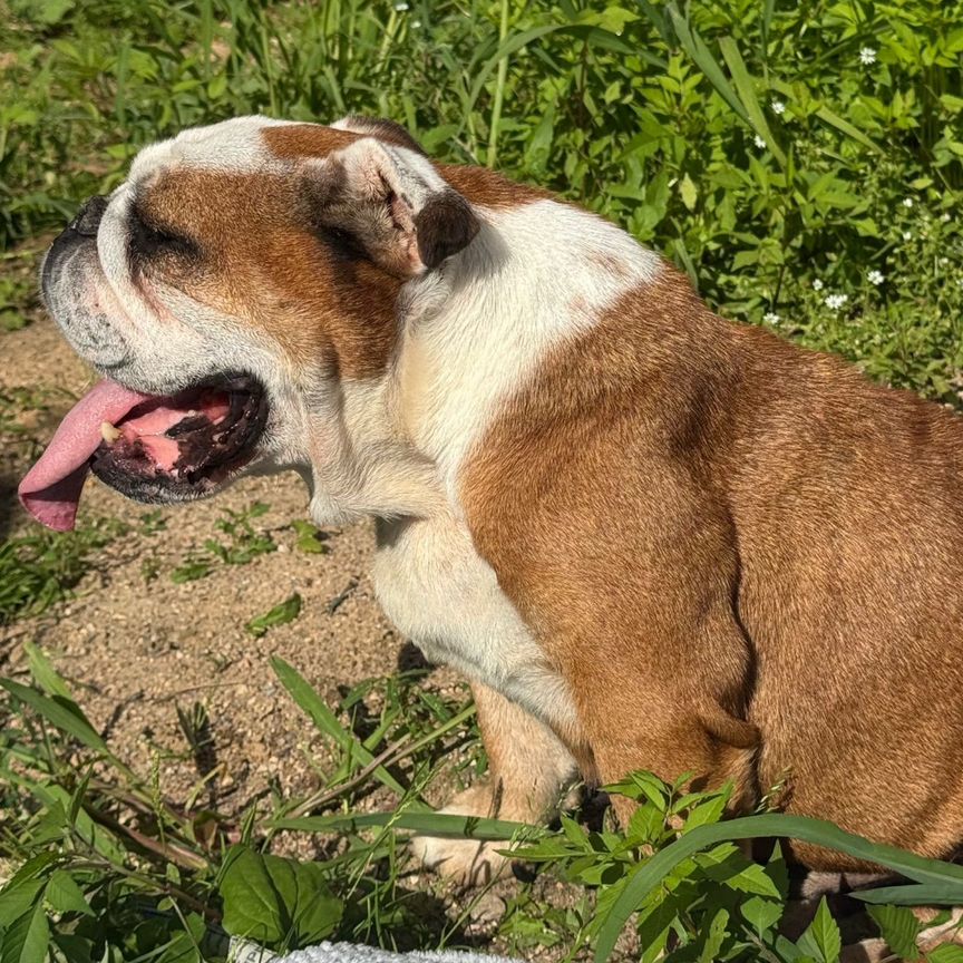 Английский бульдог, взрослая собака