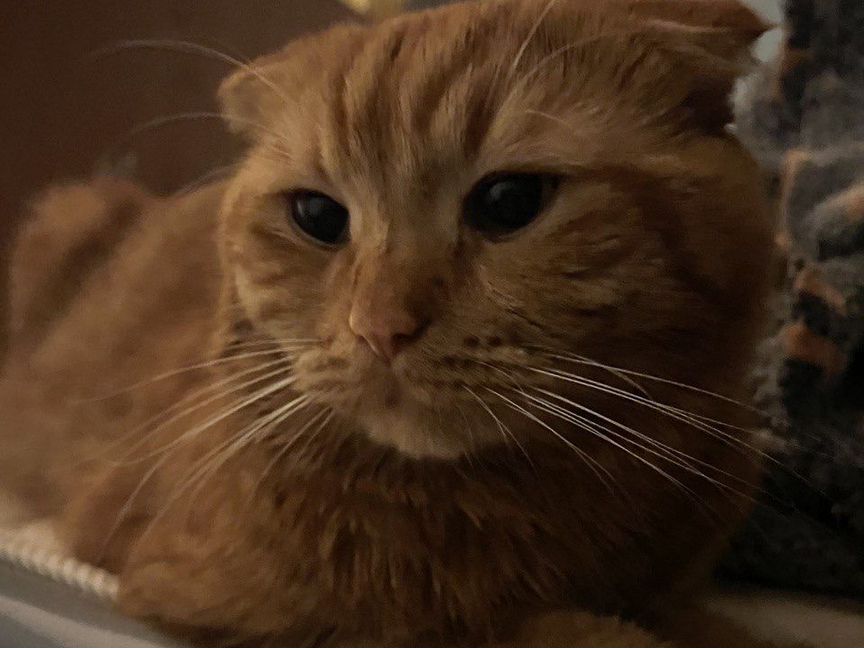 Кот рыжий шотландский вислоухий