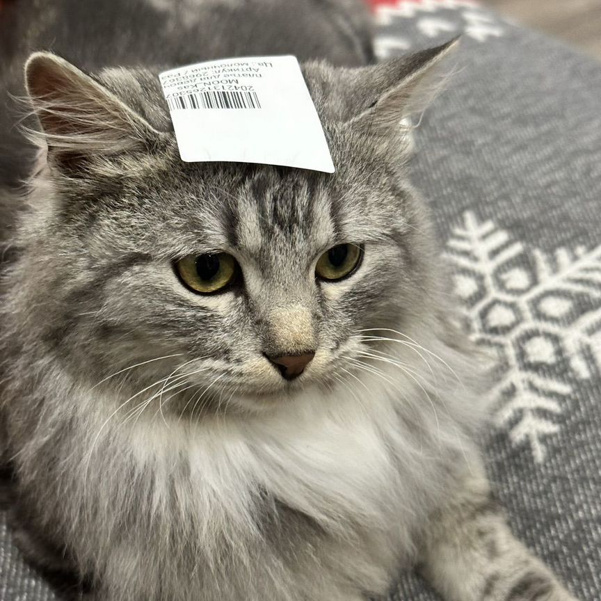 Котики бесплатно в добрые руки