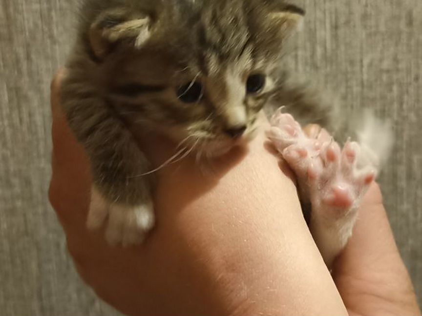 Красивы котята в хорошие руки