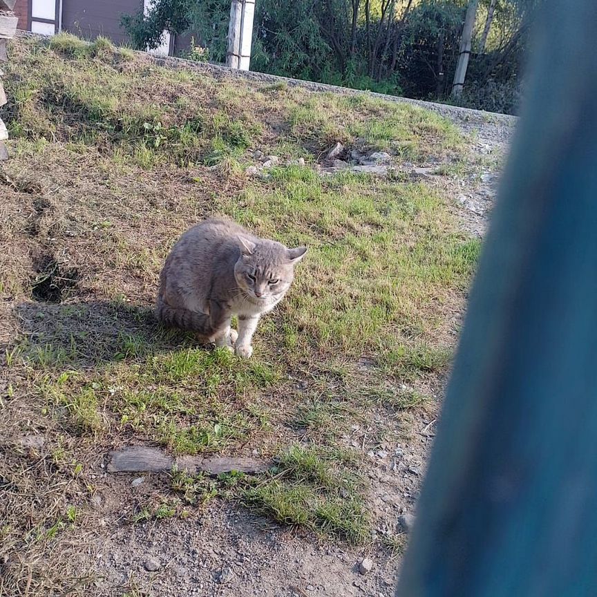 Котик ищет хозяина