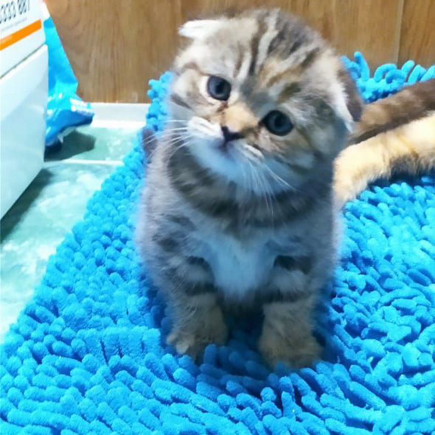 Шотландская вислоухая