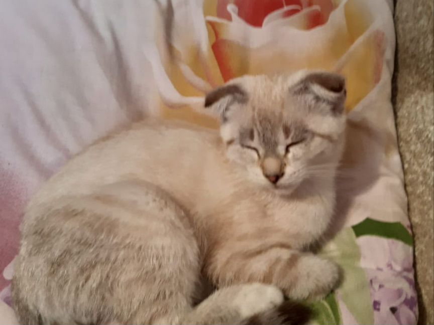 Кошка вислоухая