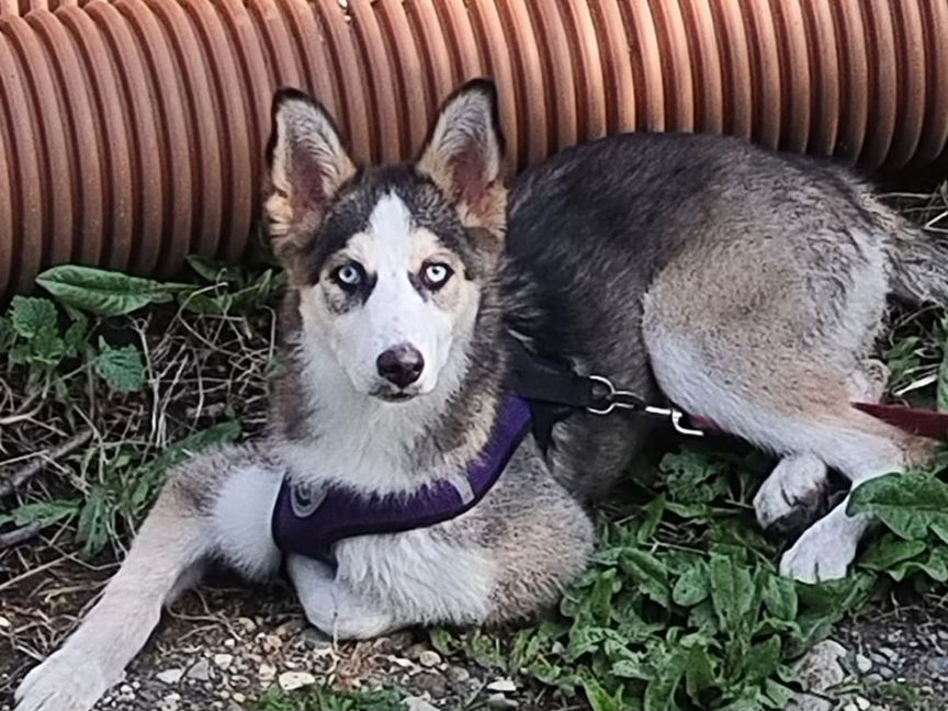 Хаски-подросток в хорошие руки