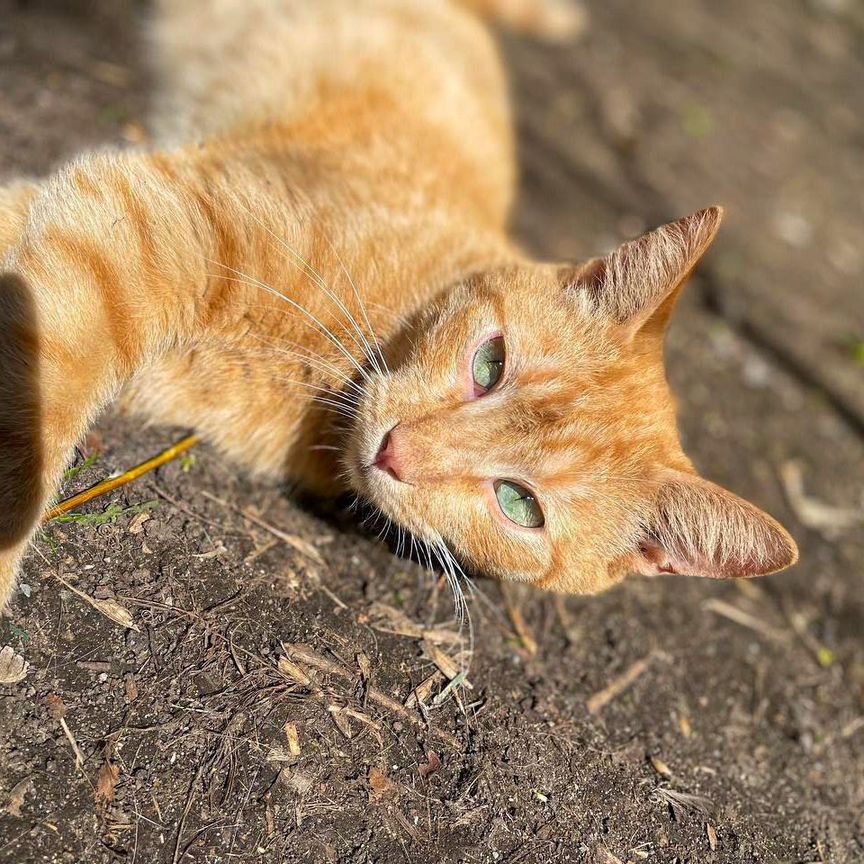 Рыжий котик ищет дом