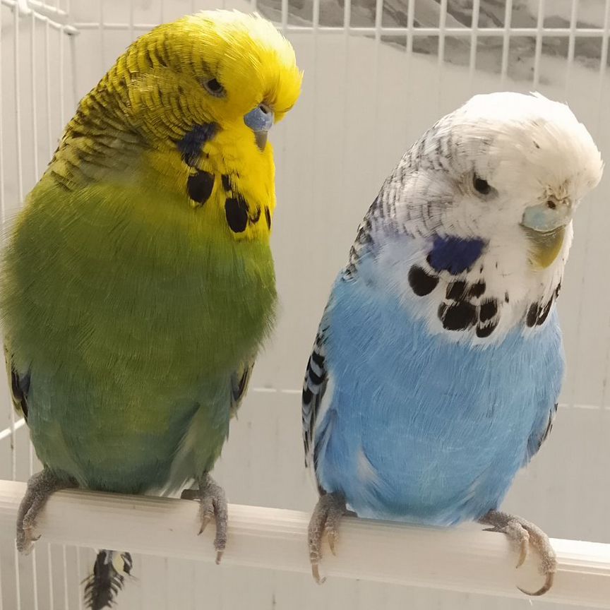 Попугаи ввп (чехи) пара