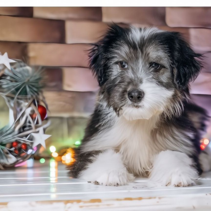 Бивер-йоркширский терьер, щенок