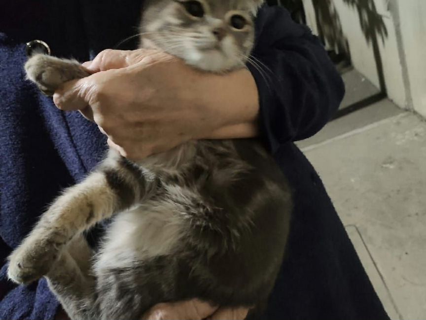 Пристраивается котик