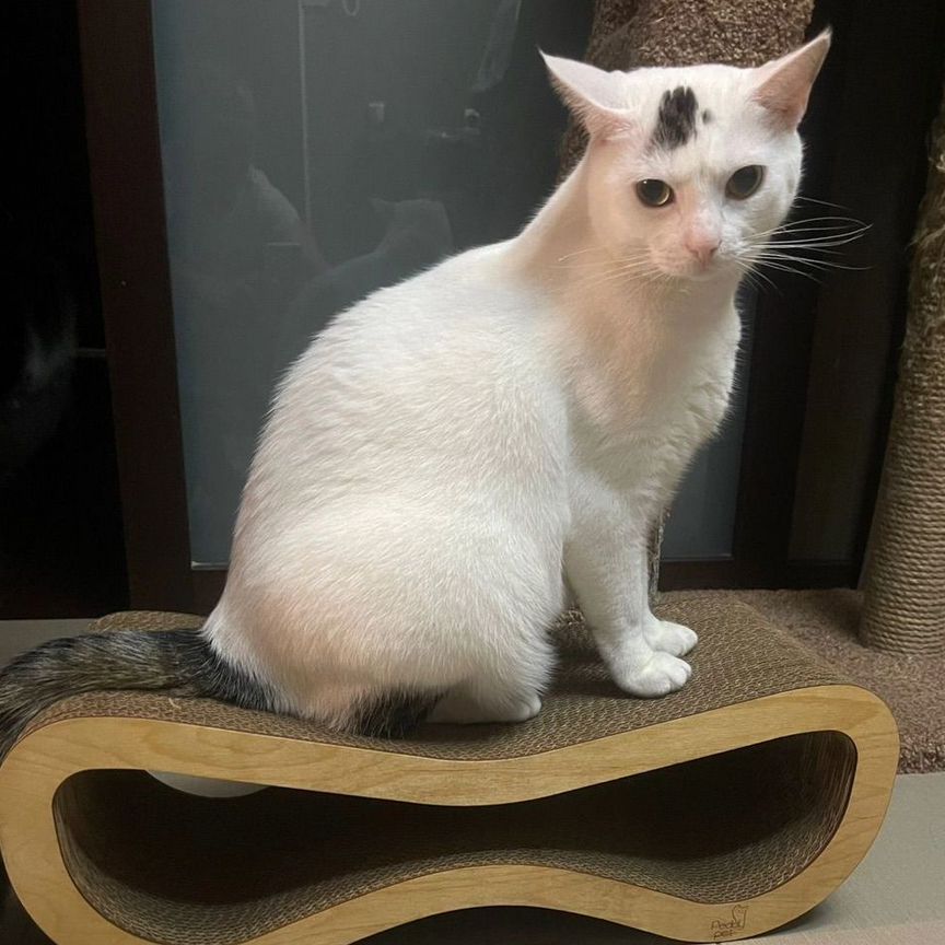 Джуник,белый котик 2 года
