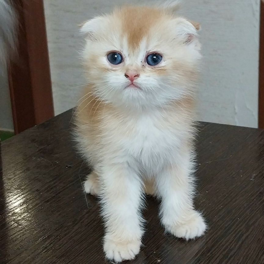 Шотландский вислоухий короткошёрстный котёнок