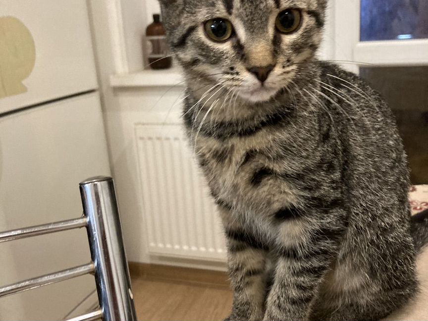 Кошка в дар бесплатно