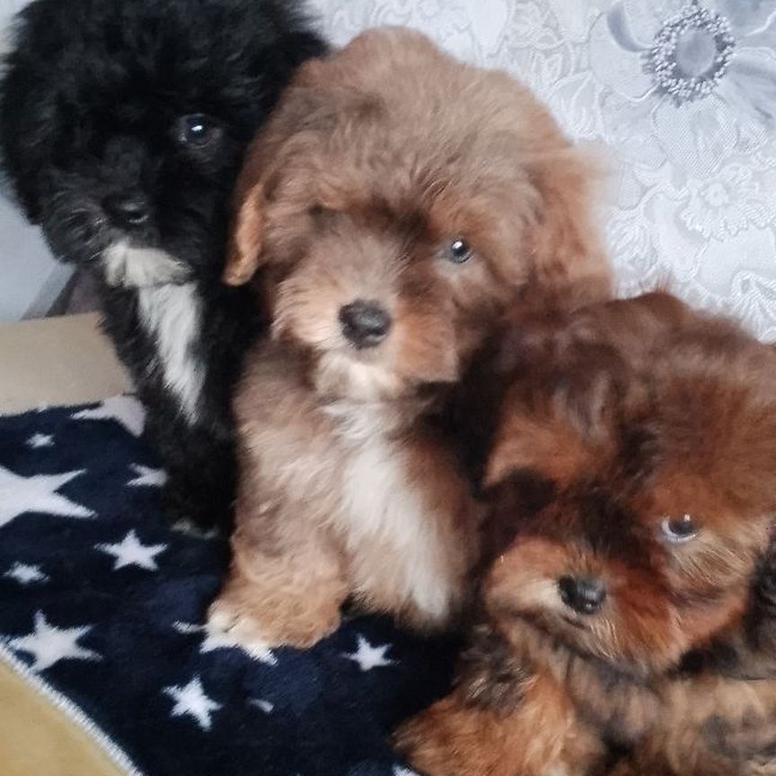 Той-пудель, щенок