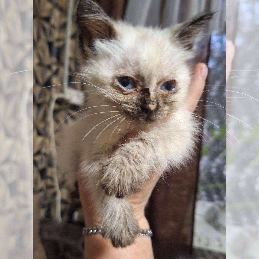 Котёнок в добрые руки