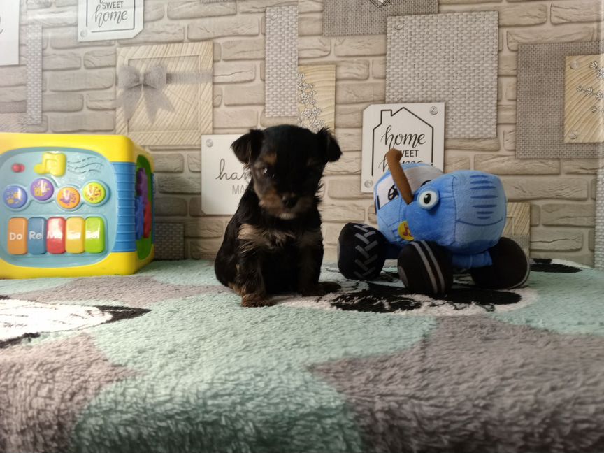 Цветные Йорки мальчишки