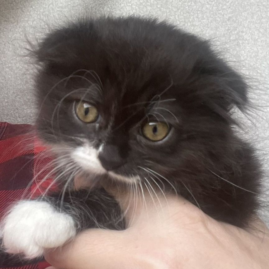 Шотландский вислоухий короткошёрстный котёнок
