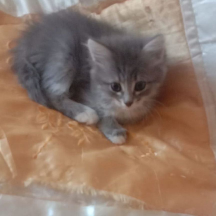 Котята