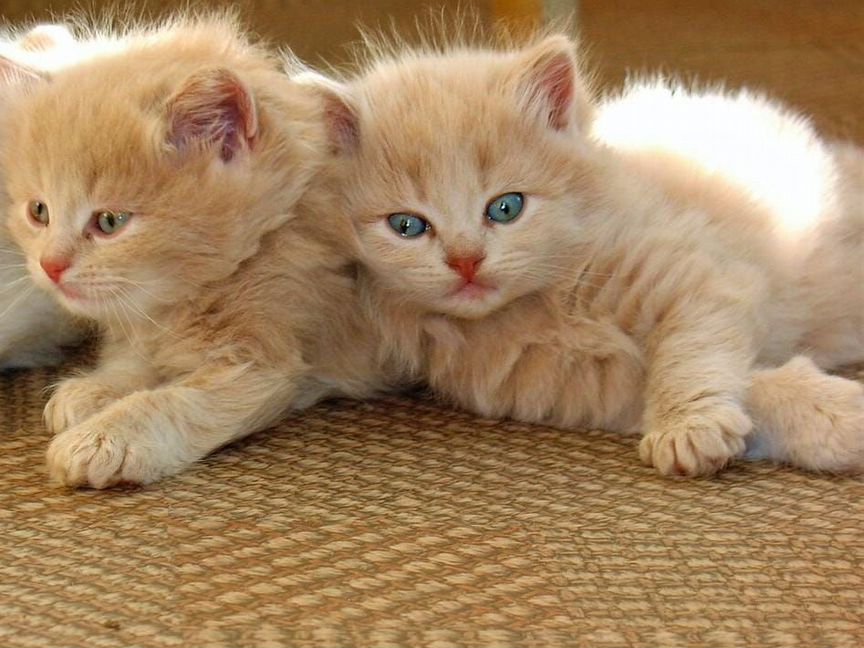 Персиковые сибирские котята
