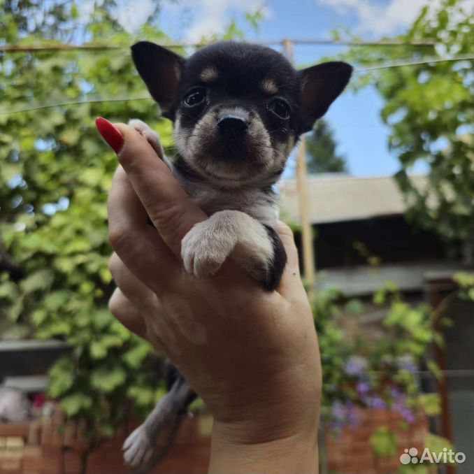 Крохи чихуахуа