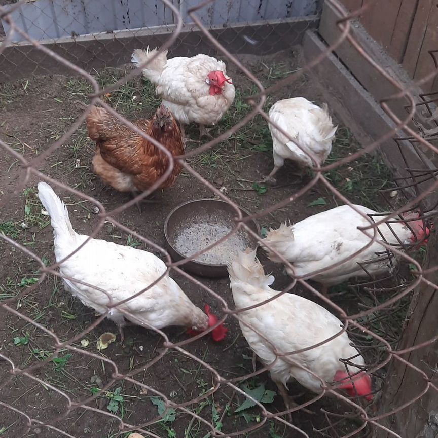 Куры несушки продам